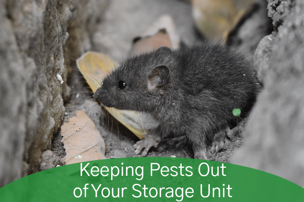 Keeping Pests Out of Your Storage Unit - EZ Access Storage
